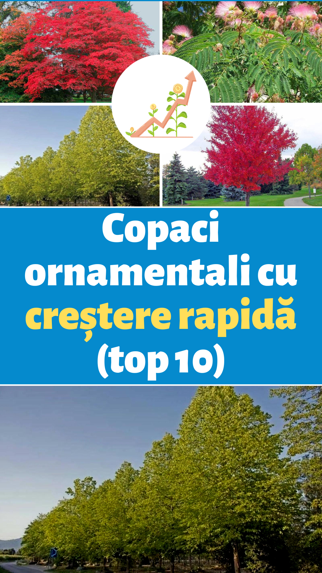 Copaci ornamentali cu creștere rapidă (top 10)