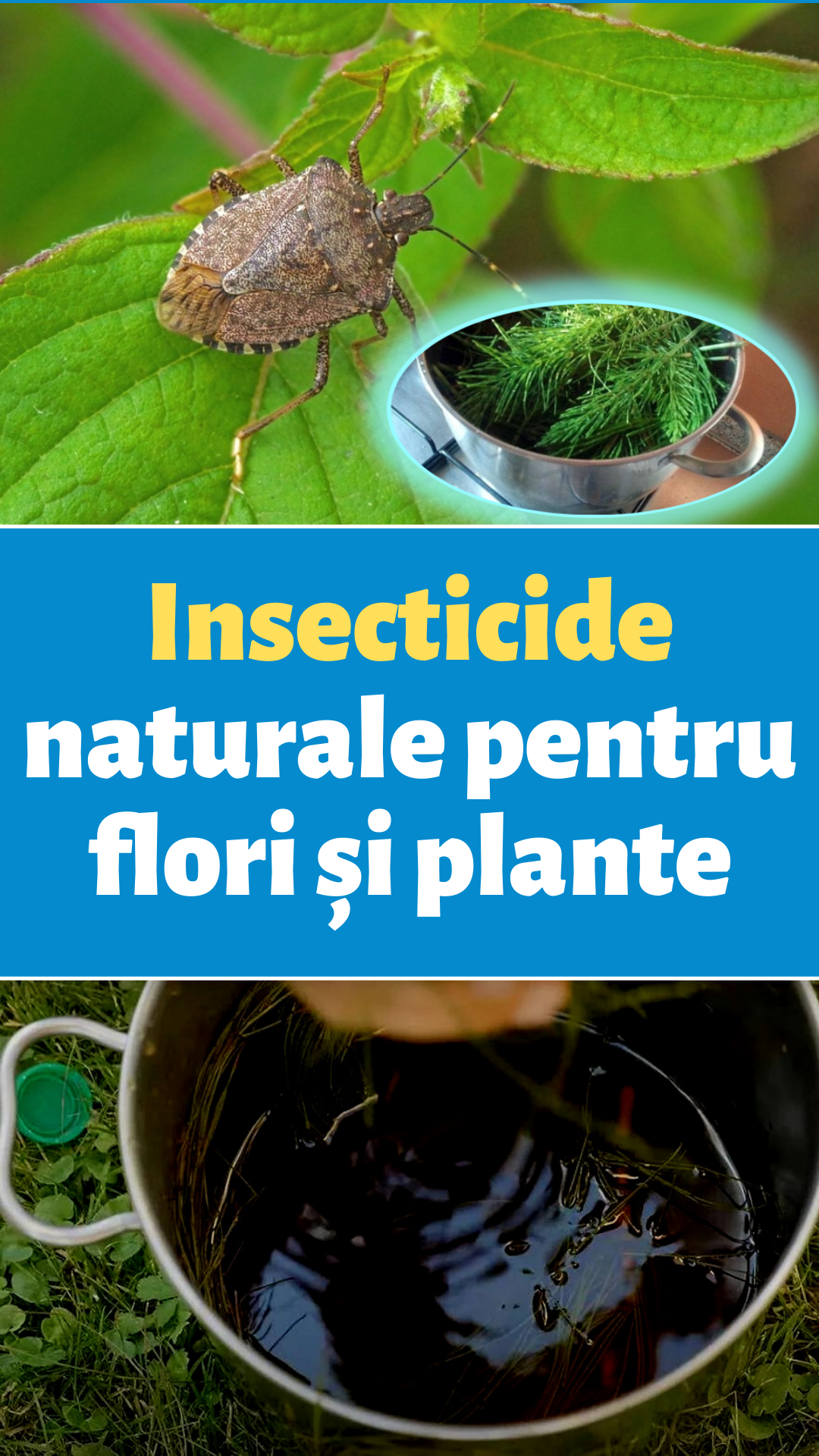 Insecticide naturale pentru flori și plante