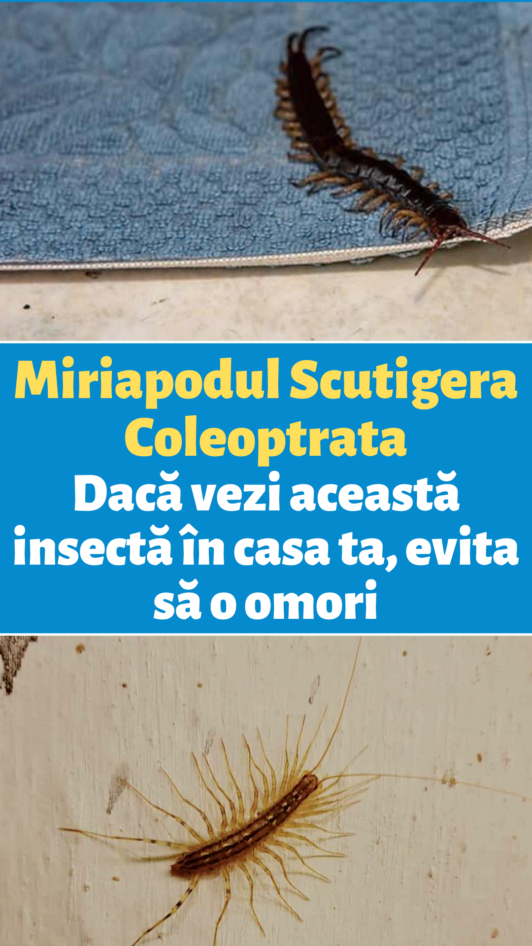 Miriapodul Scutigera Coleoptrata - Dacă vezi această insectă în casa ta ...
