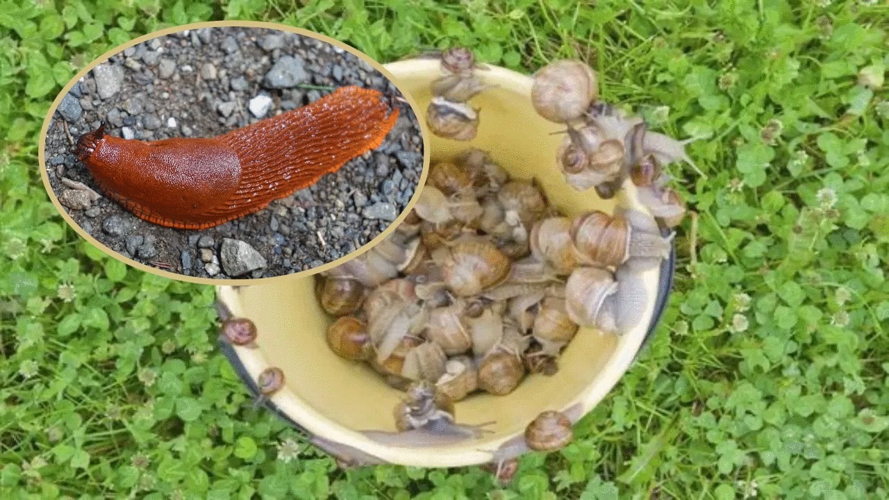 Scapă de melci și dăunătorii plantelor cu aceste ingrediente naturale
