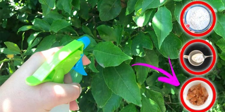 Paduchi de plante: remedii naturale și eficiente împotriva lor