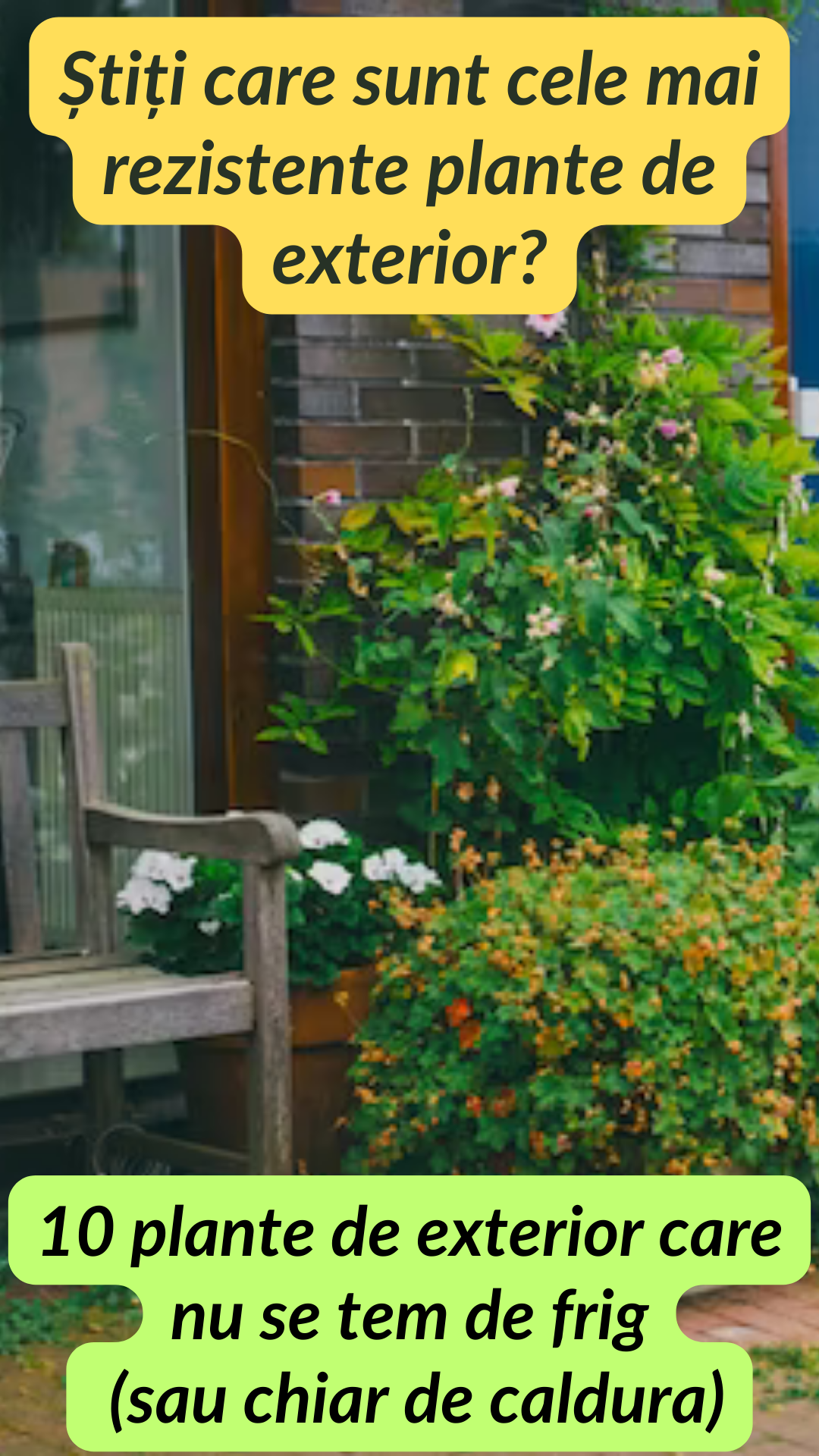 Știți care sunt cele mai rezistente plante de exterior? 10 plante de exterior care nu se tem de ...