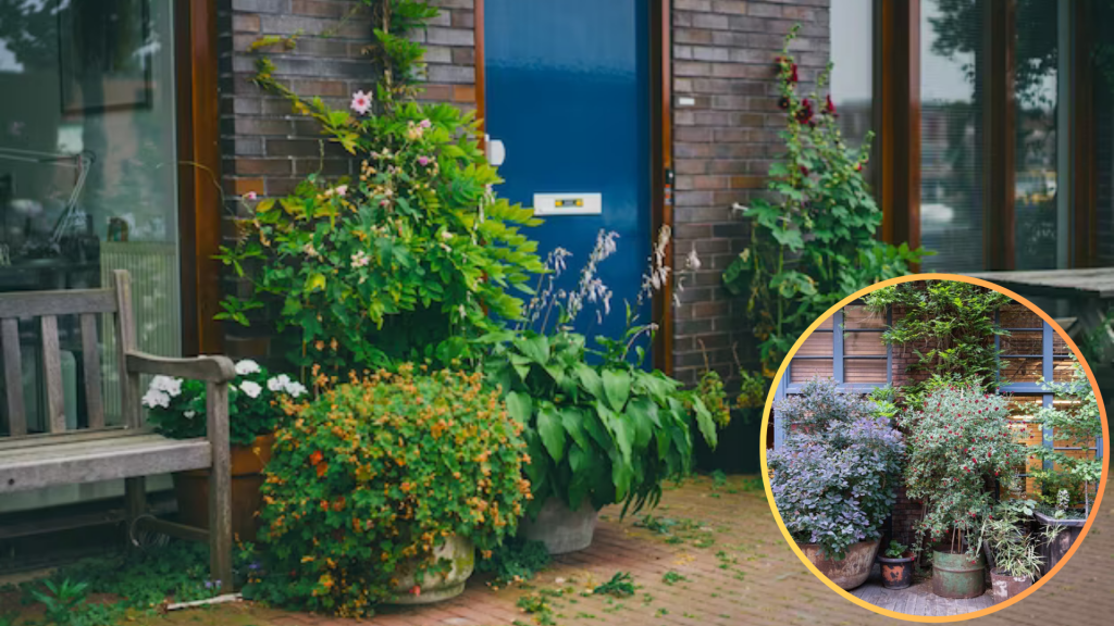 Știți care sunt cele mai rezistente plante de exterior? 10 plante de ...