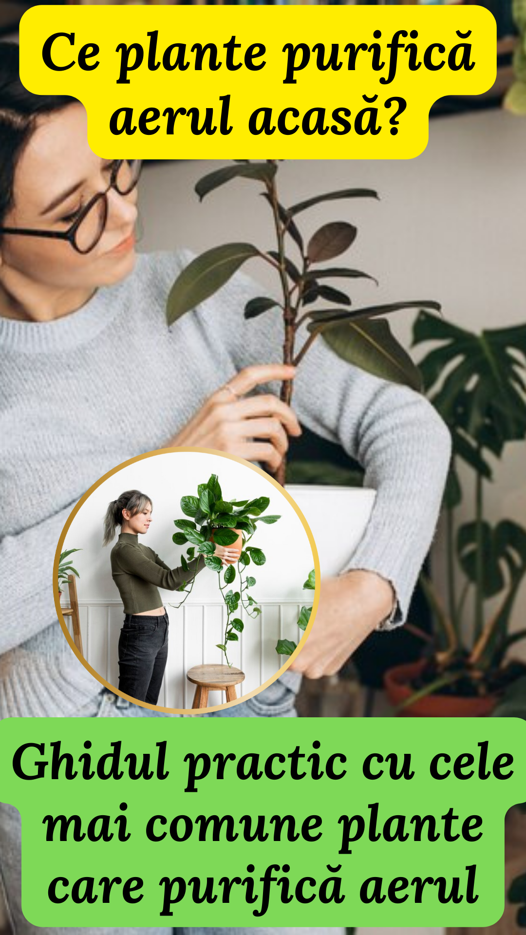 Ce plante purifică aerul acasă? Ghidul practic cu cele mai comune ...