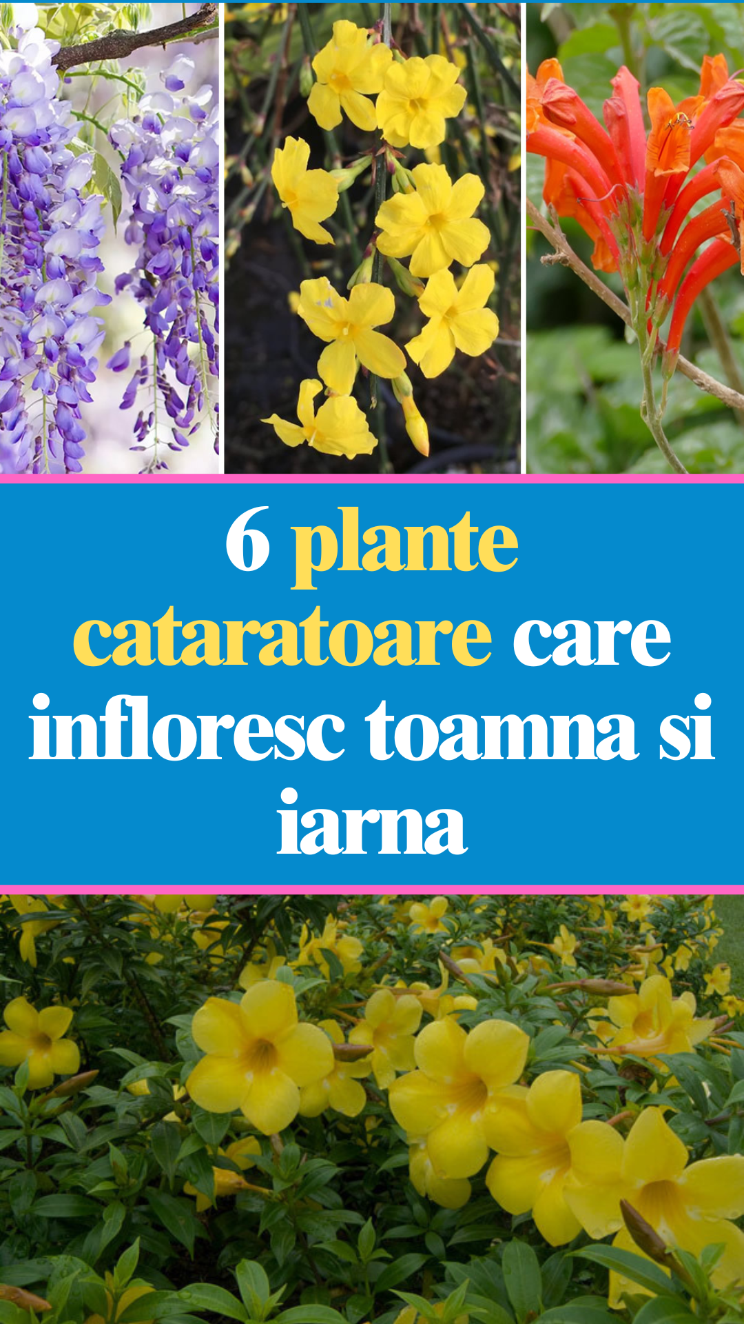 6 plante cataratoare care infloresc toamna si iarna