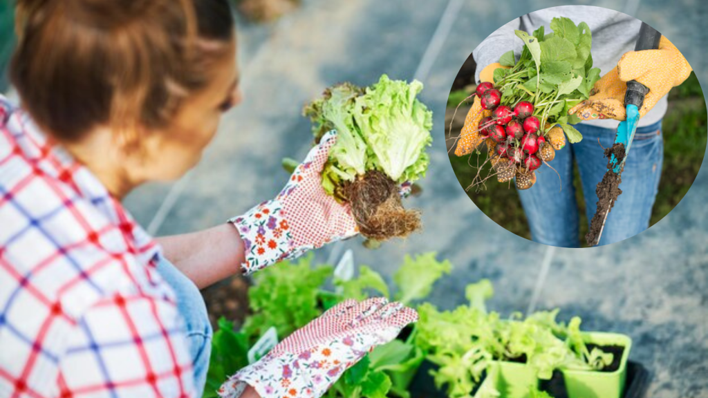 11 legume cele mai ușor de cultivat de-a lungul anului