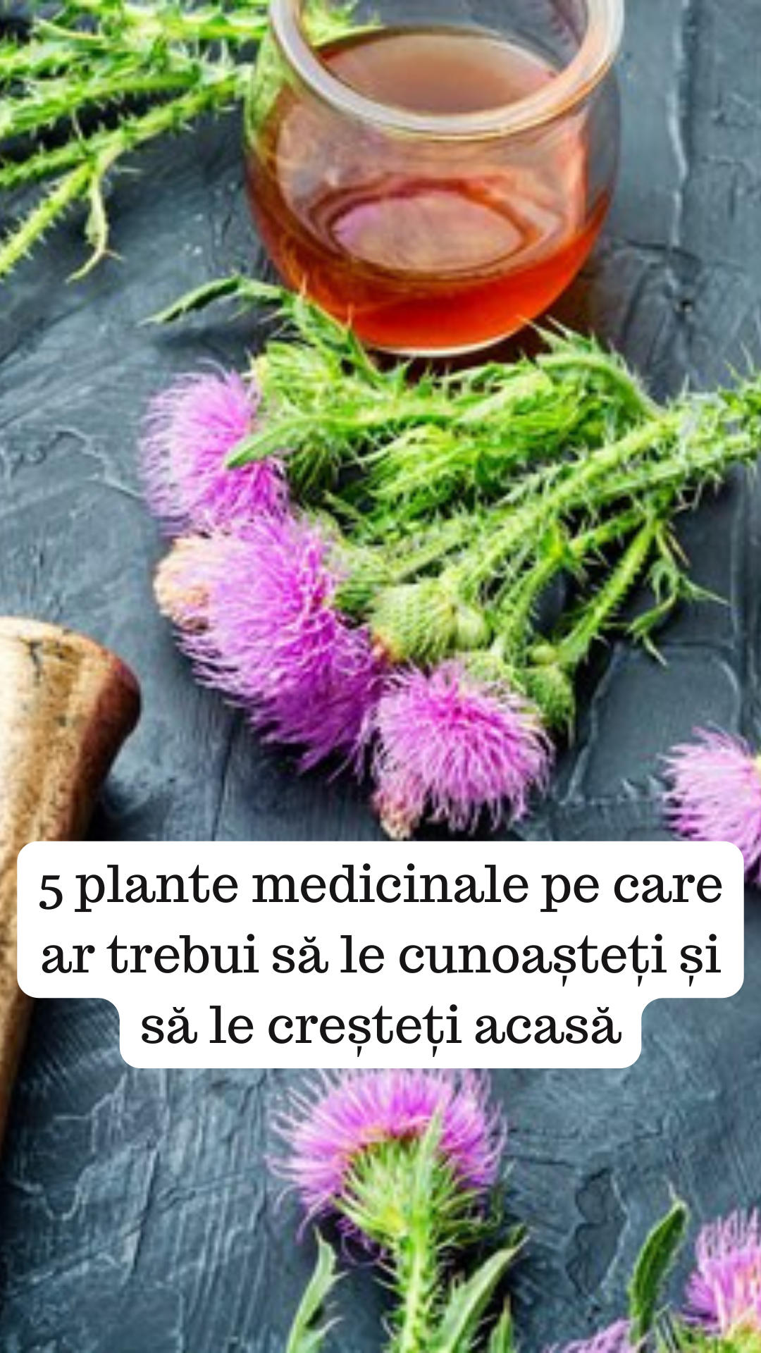5 plante medicinale pe care ar trebui să le cunoașteți și să le ...
