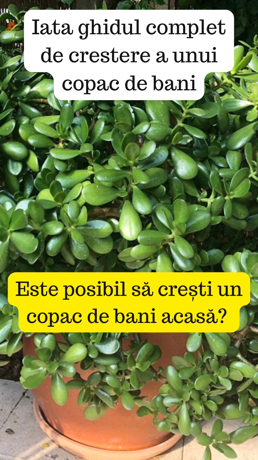 Este posibil să crești un copac de bani acasă? Iata ghidul complet de ...